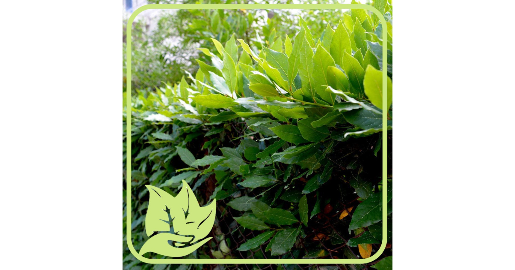 Fűszer babér - Laurus nobilis Ár: 4.000 Ft