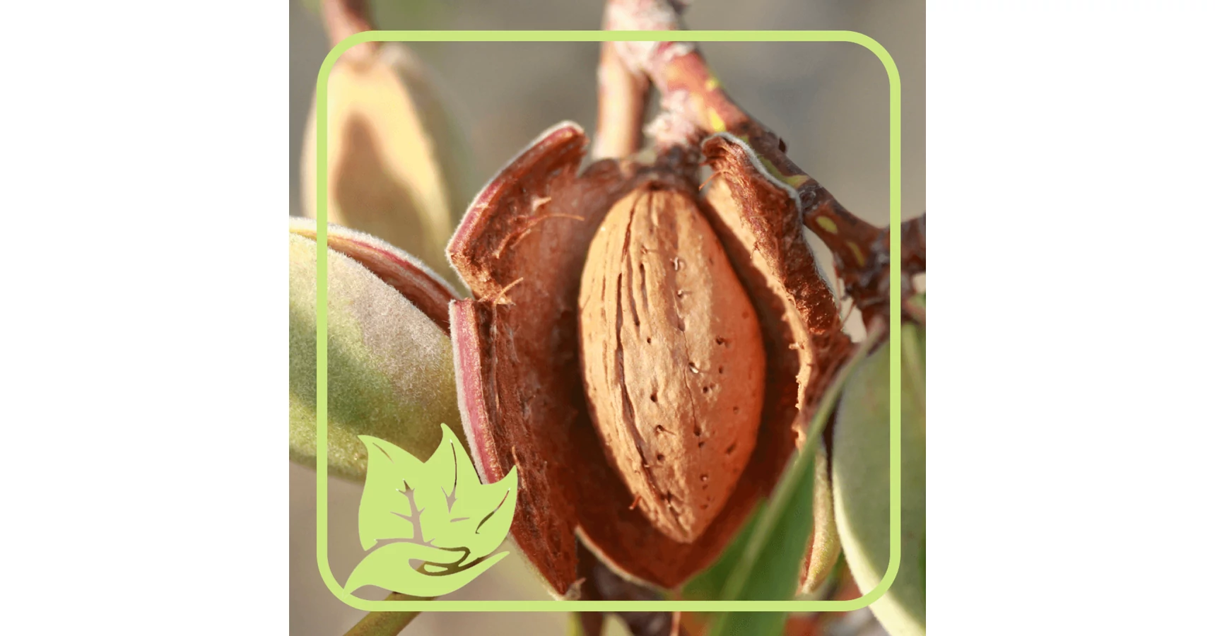 Öntermékeny Mandula konténeres facsemete Ár: 13.000 Ft