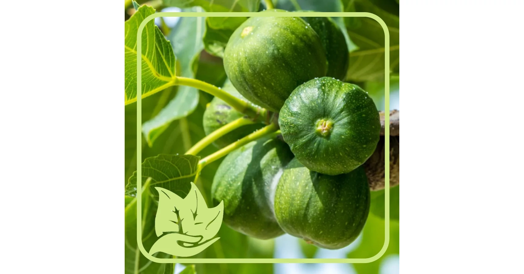 Fügefa - Ficus Carica (150 cm) Ár: 20.000 Ft