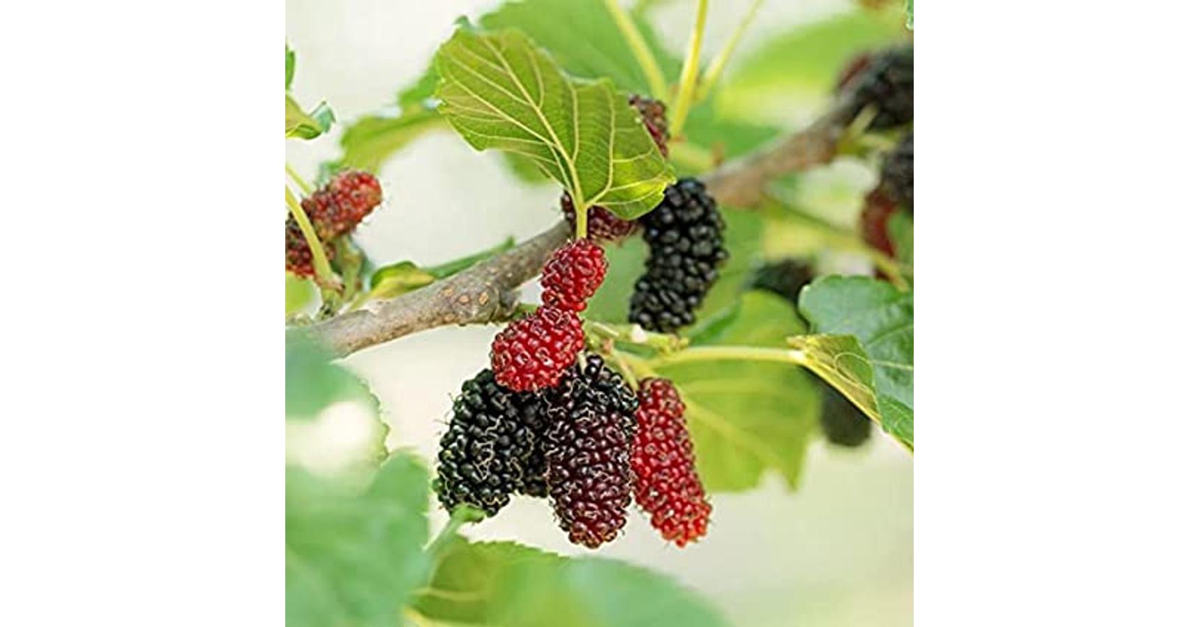 Fekete Eperfa - Morus Nigra Ár: 2.667 Ft