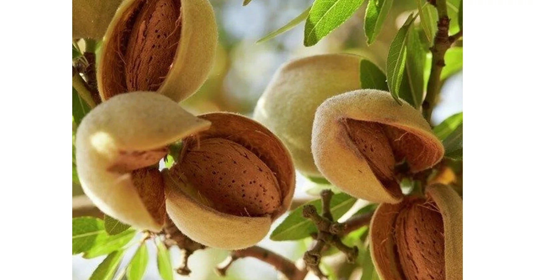 Supernova mandula - kitermelt facsemete - ELŐRENDELHETŐ Ár: 5.999 Ft