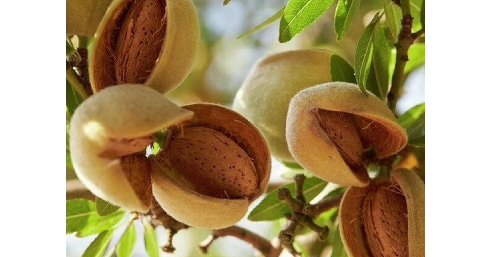 Supernova mandula - kitermelt facsemete - ELŐRENDELHETŐ Ár: 5.999 Ft