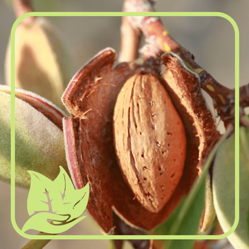 Gyümölcstermő növények