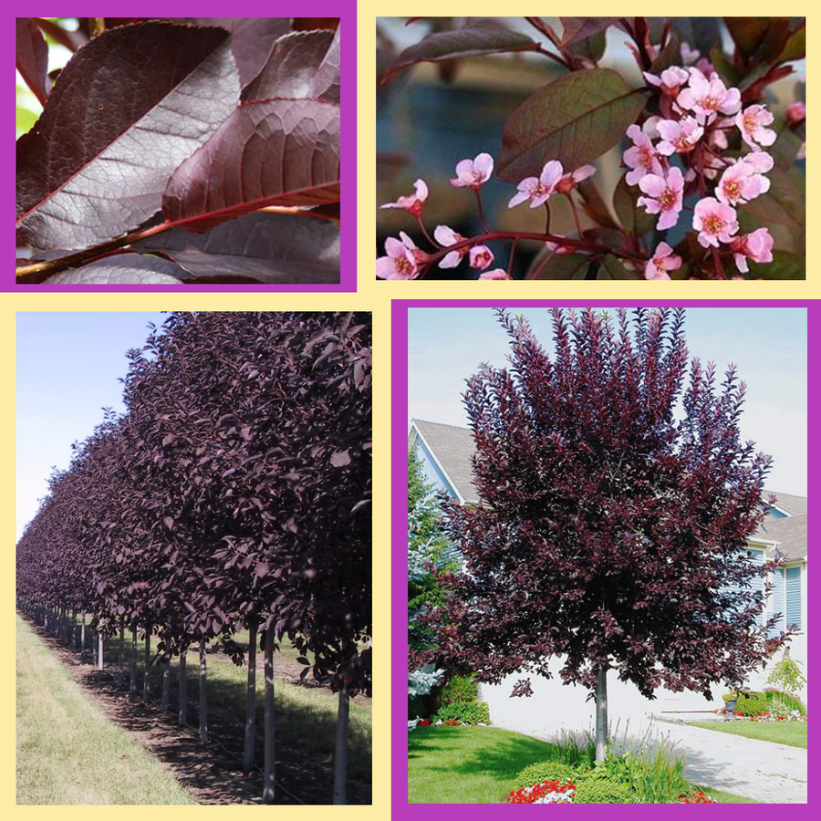 Kanadai vörös májusfa vagy Vörös lombú Zselnicemeggy - Prunus ...