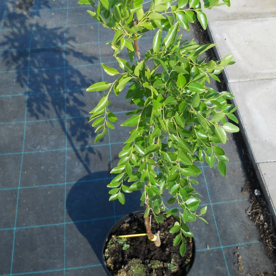 Kínai datolya - Ziziphus Jujuba fajták 6.000 Ft